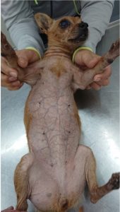 Síndrome de Cushing en perros - Laboratorio Diagnotest